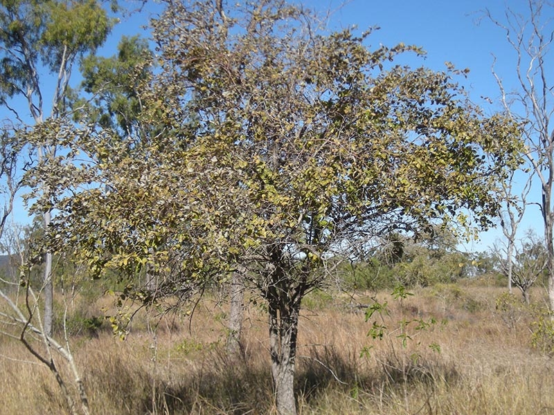 Tamilnadu Tourism: Vallanadu Wildlife Sanctuary, Thoothukudi