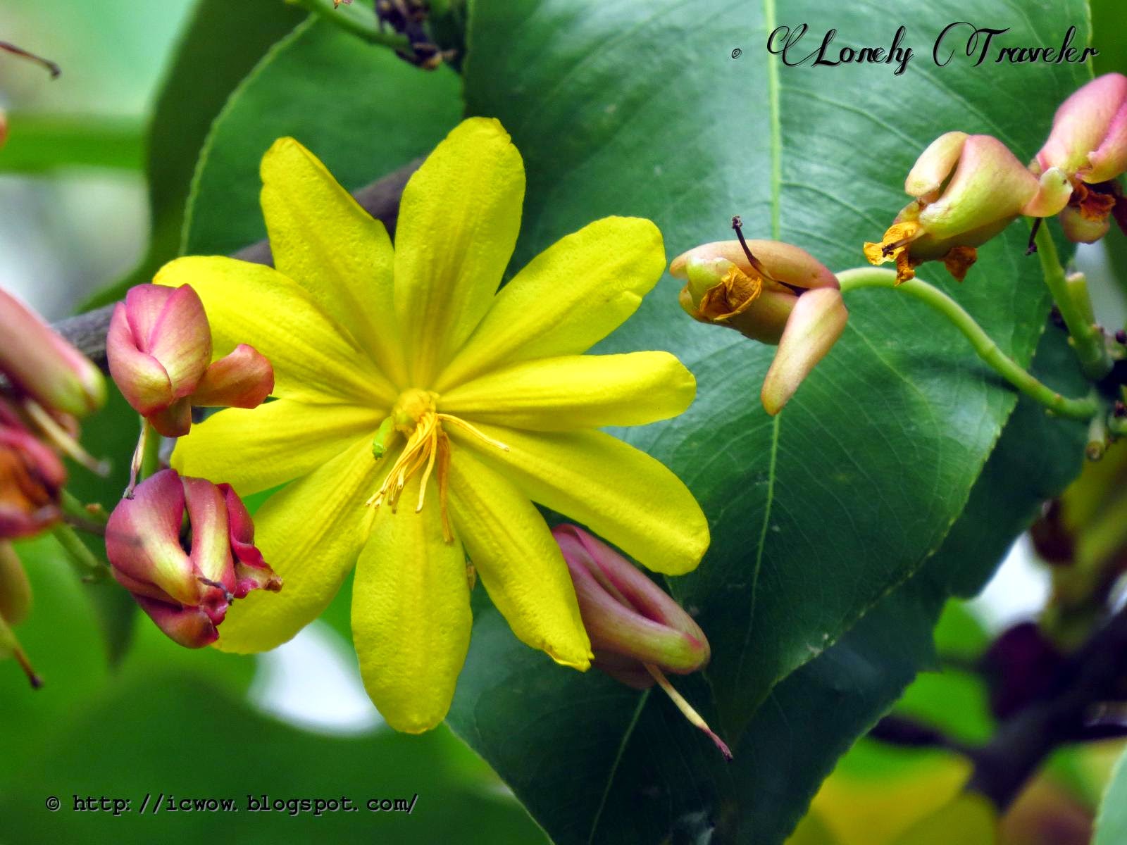 Konok Chapa - Ochna squarrosa
