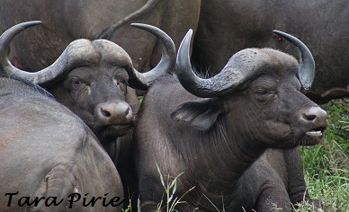 Tara's Tales: Magnificent trip to Kruger!