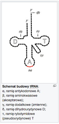 Biologia - nauka o życiu: Budowa i funkcje kwasów nukleinowych ...