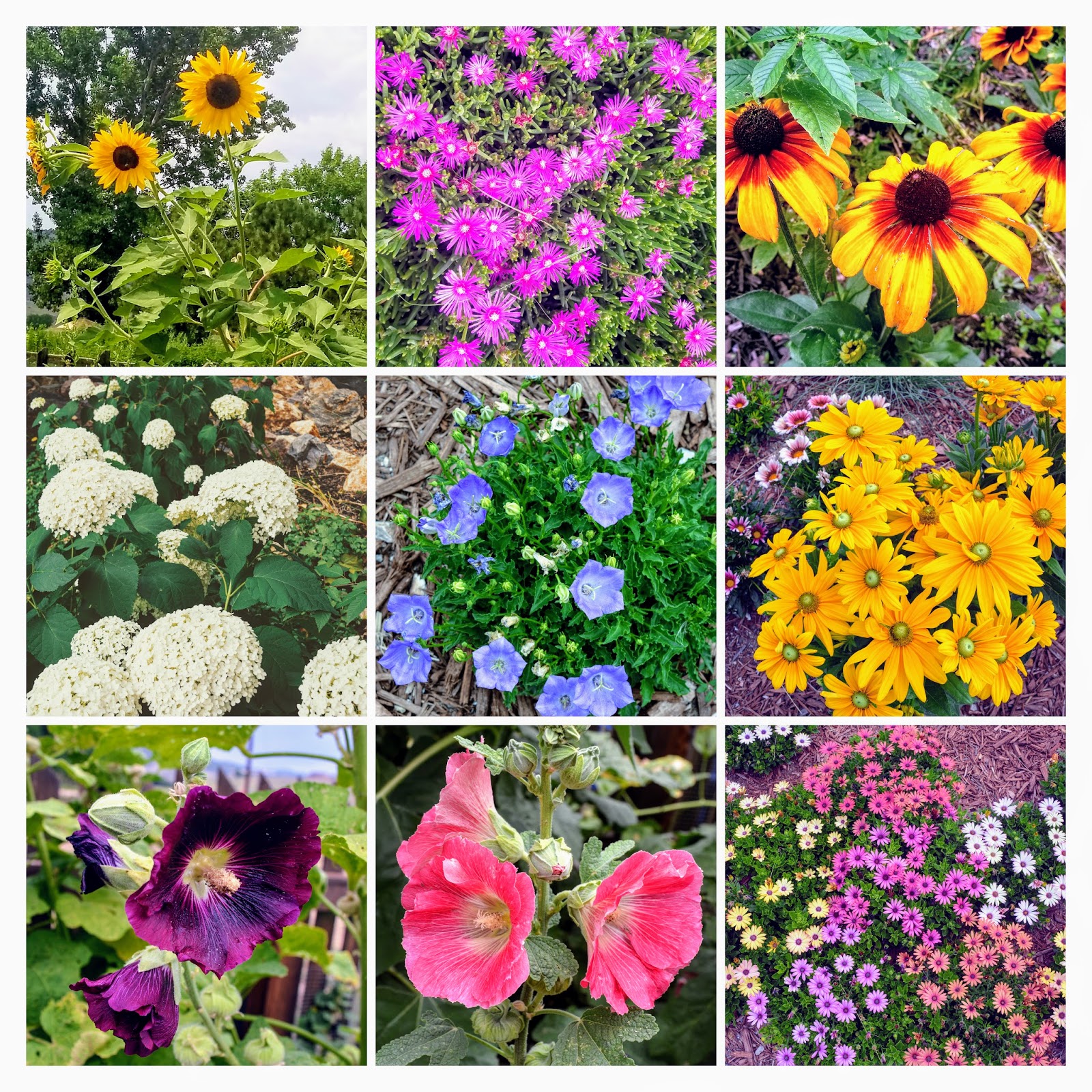 Mille Fiori Favoriti: Lavender Festival at the Denver Botanic Gardens ...