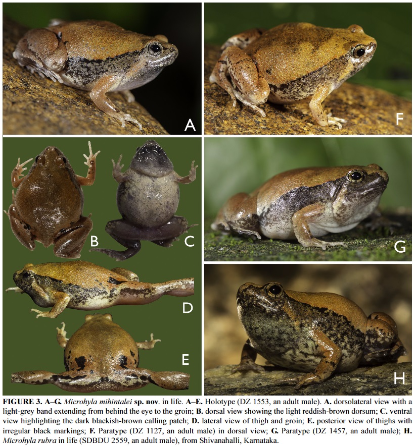 Species New to Science: [Herpetology • 2016] Microhyla mihintalei • A ...