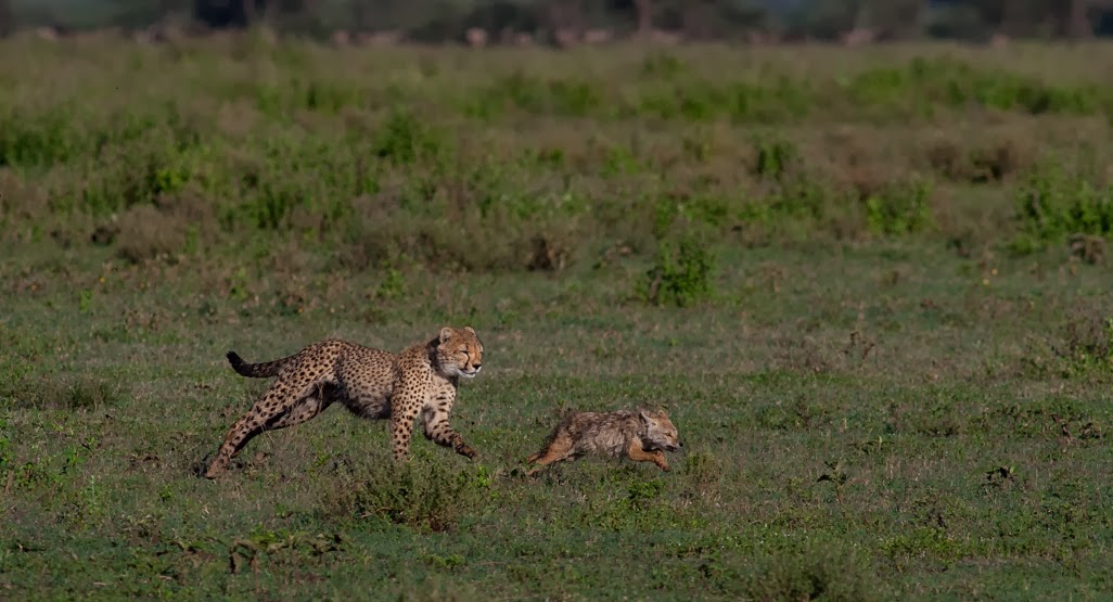 Two weeks in Tanzania: Cheetah cubs in training