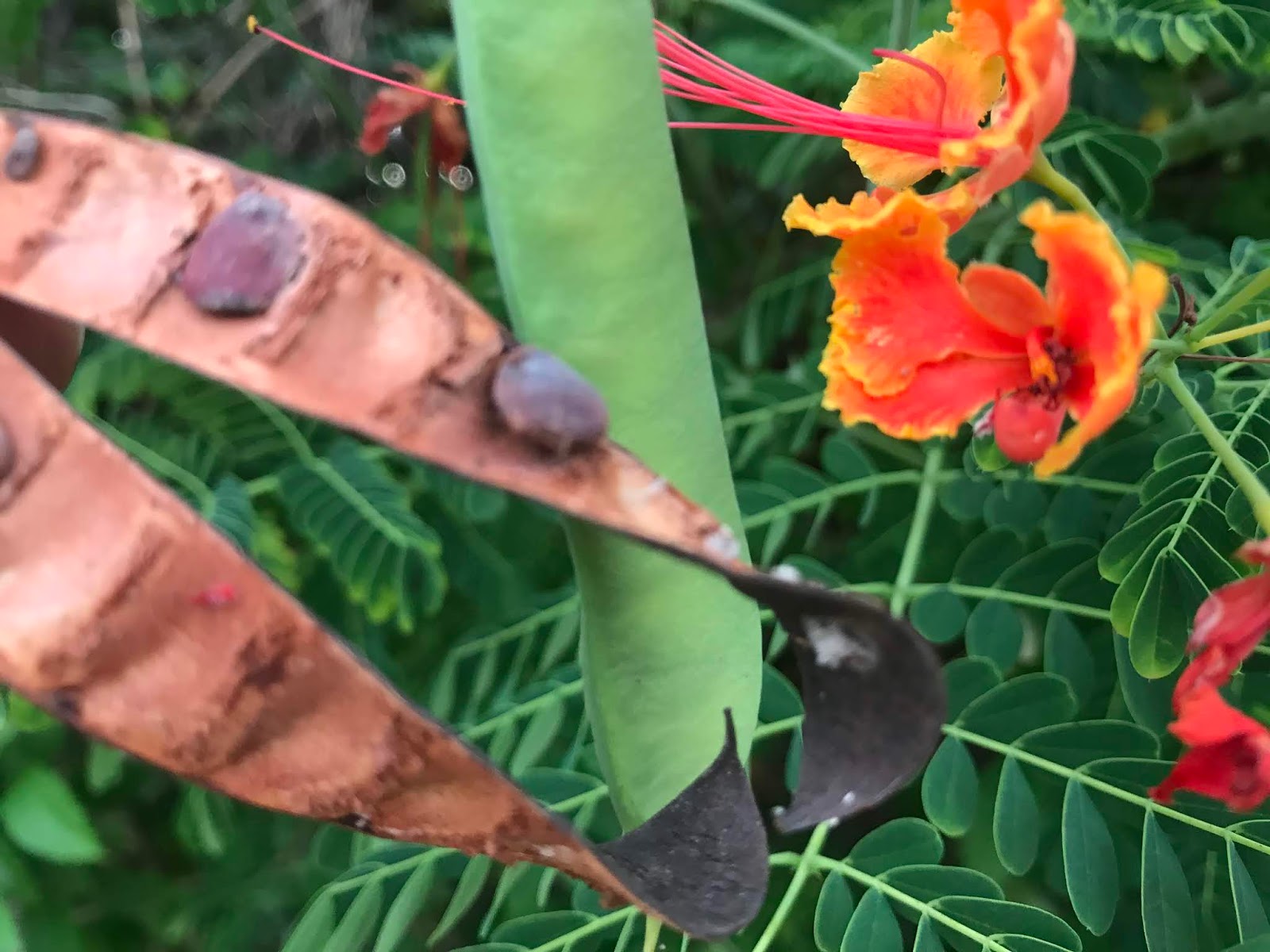 新/马草药自然医学: 金凤花药用价值. Caesalpinia Pulcherrima benefits.Manfaat Dan ...