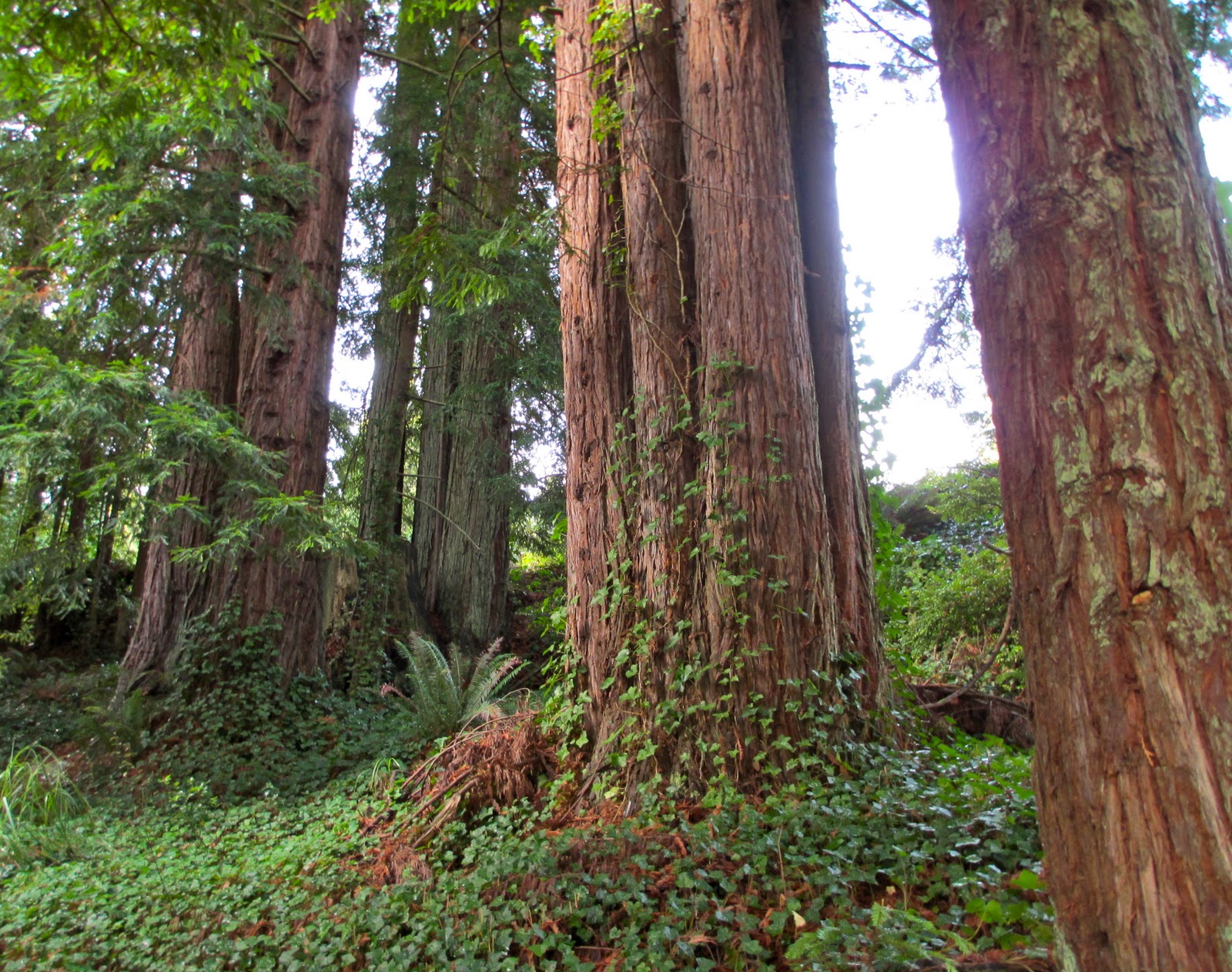 Progressive Alaska: Back Yard Redwoods