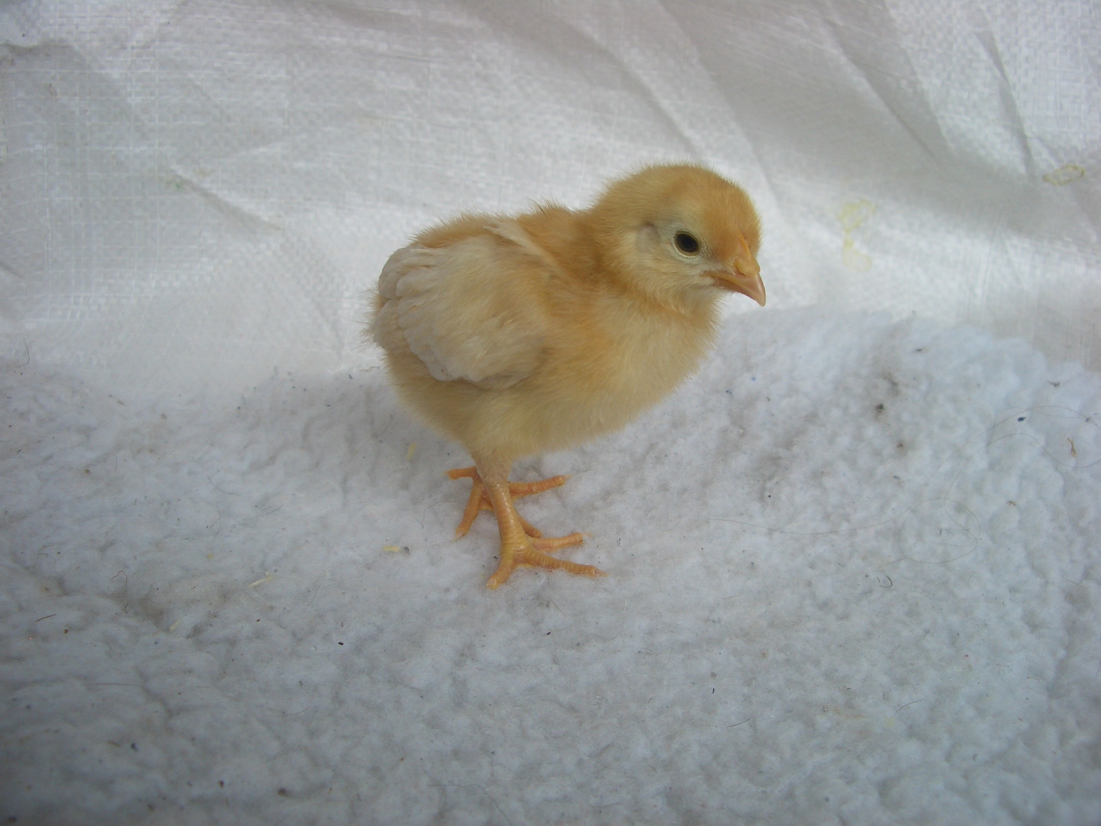 Backyard Chicken Fever: Urban Chickens