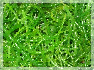 eilahamli: RAHSIA RUMPAI LAUT