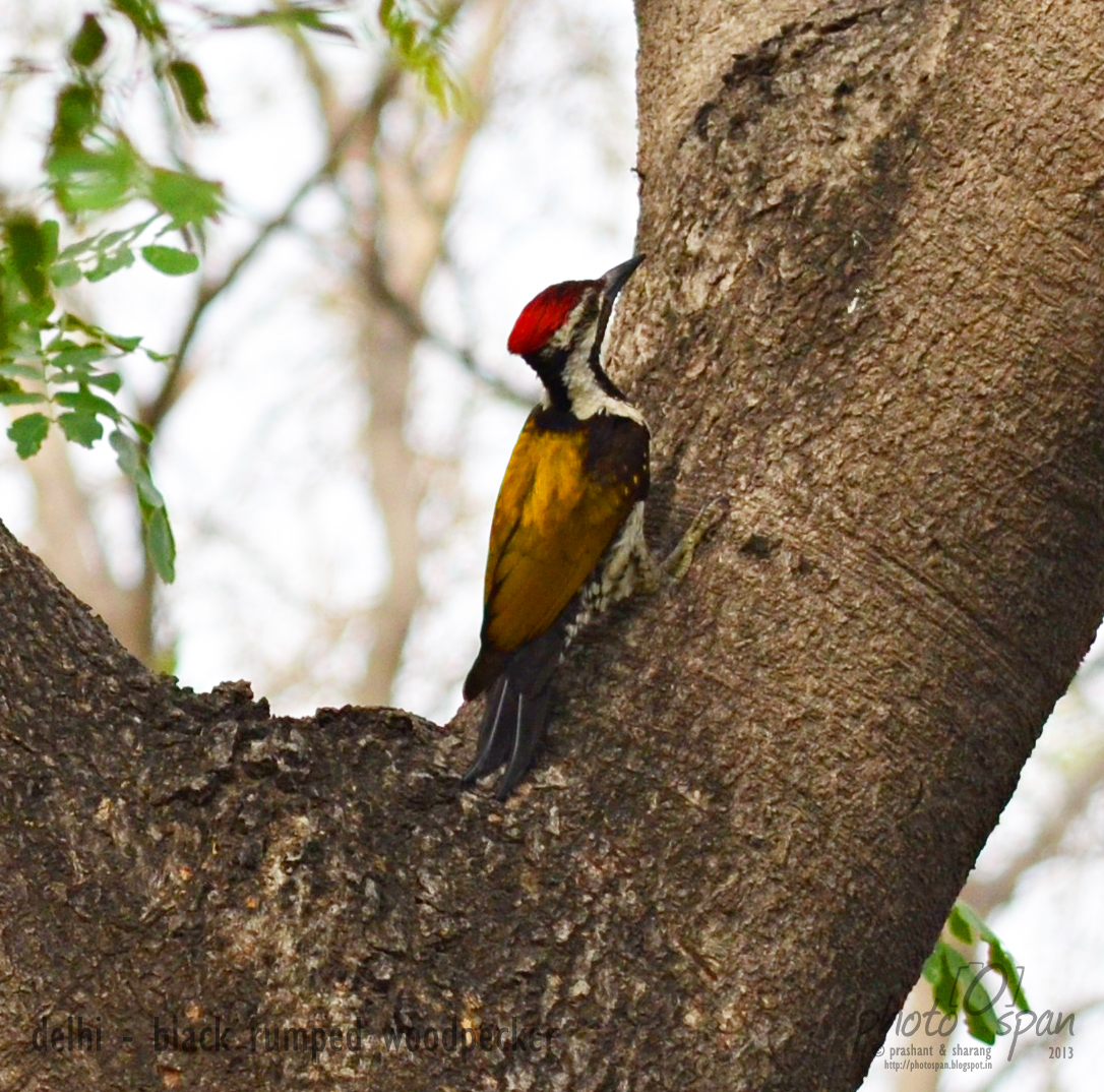 Black Rumped Golden Flameback Woodpecker | Photo Span