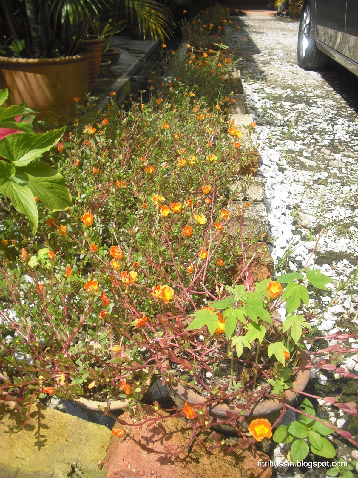 fh : Kembang 10 Pagi Yang Memikat Hati