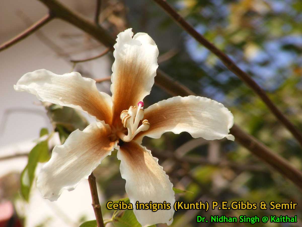 Medicinal Plants: Ceiba insignis, White floss silk tree, Resham rui ...