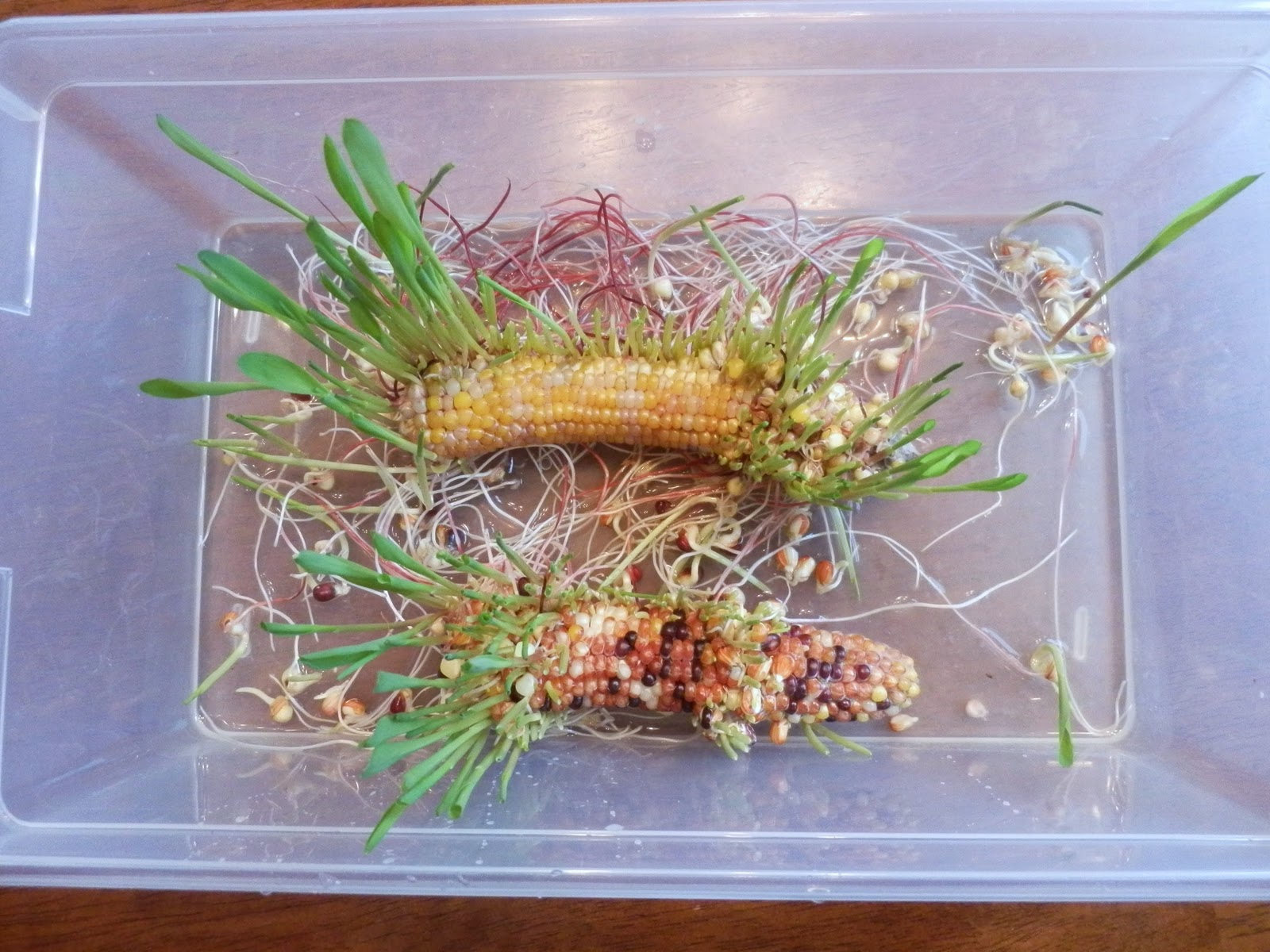 Pocket full of Poesies: Homeschool: Indian corn experiment