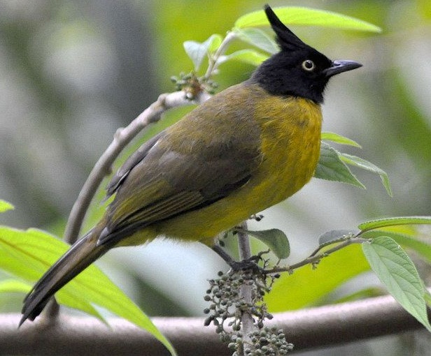 Bird Pictures and Information