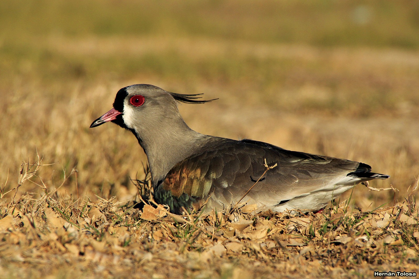 Aves de Argentina: Tero empollando
