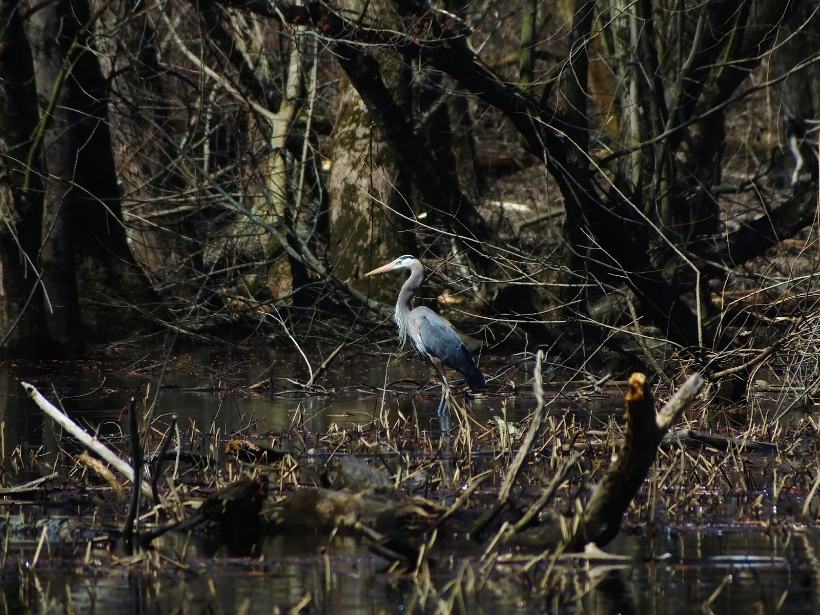 Connecticut Fly Angler: Piscivores in the Crosshairs: The Tenuous ...