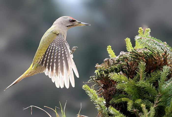 Amazing bird photos ~ A place for friends...