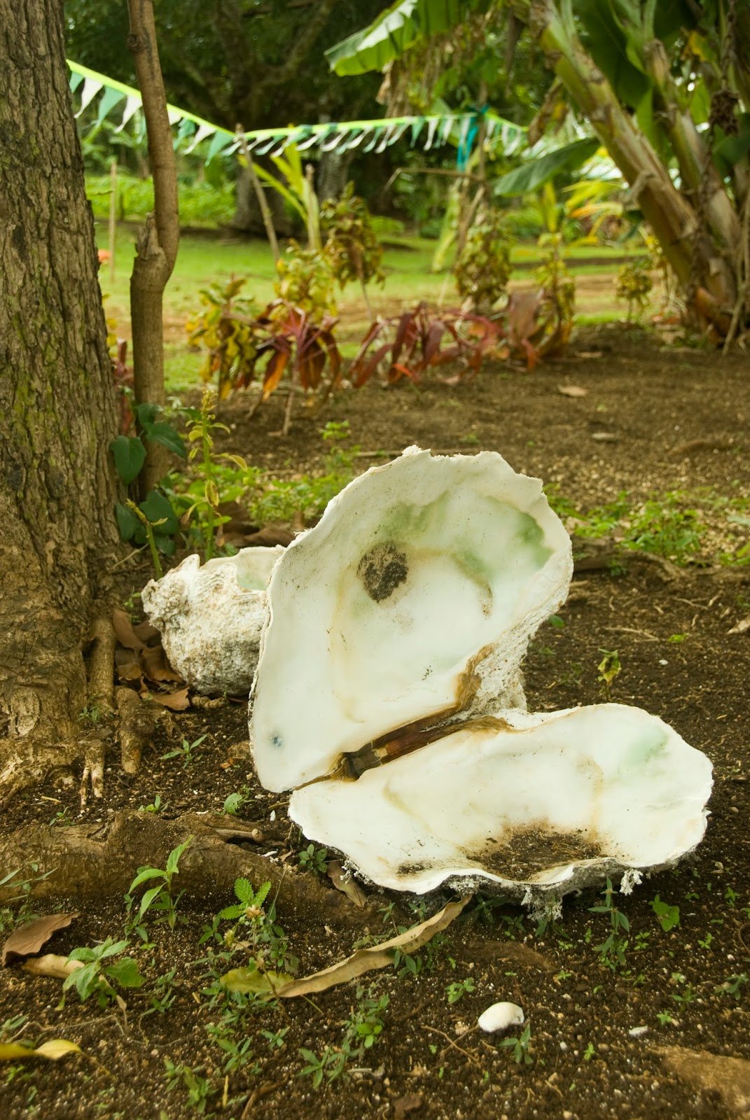 Garth and Sandy Rule the World: Sights of Tonga