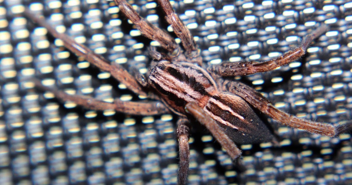 Variety of Life: Miturgidae