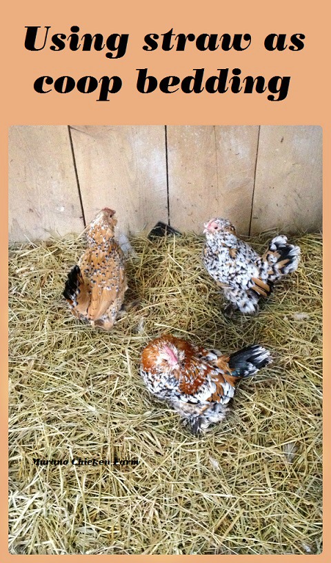 Using straw as coop bedding - Murano Chicken Farm