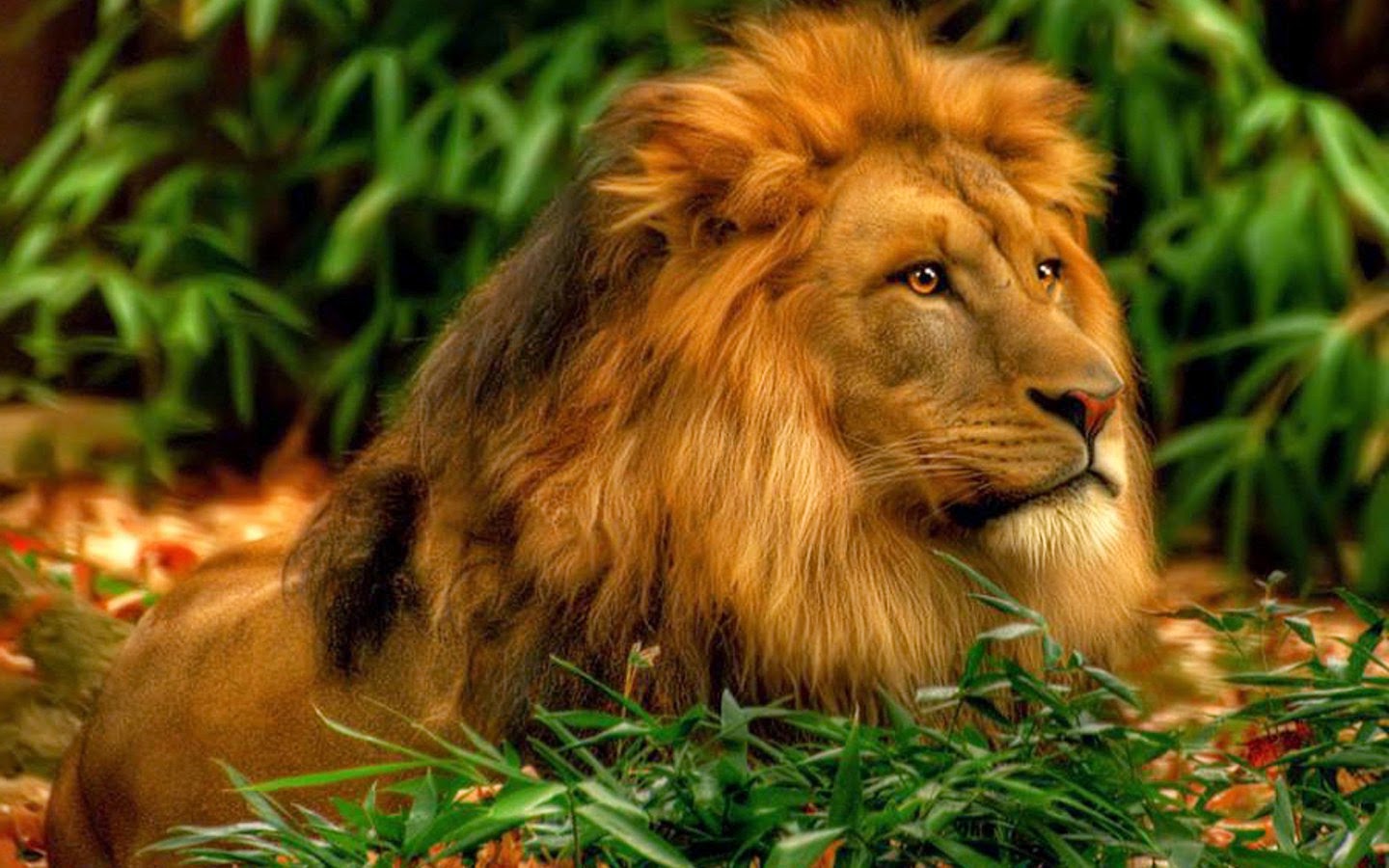 Loin Wallpaper images pictures Hd-wallpaper loin backgrounds pictures ...