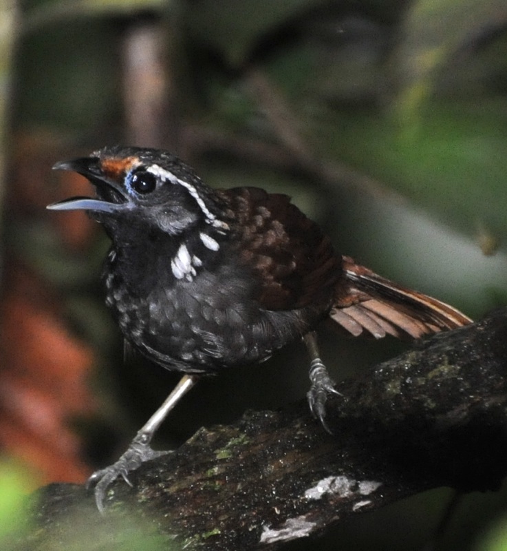 A Wandering Naturalist: Sarawak: The Forest at Long Peluan
