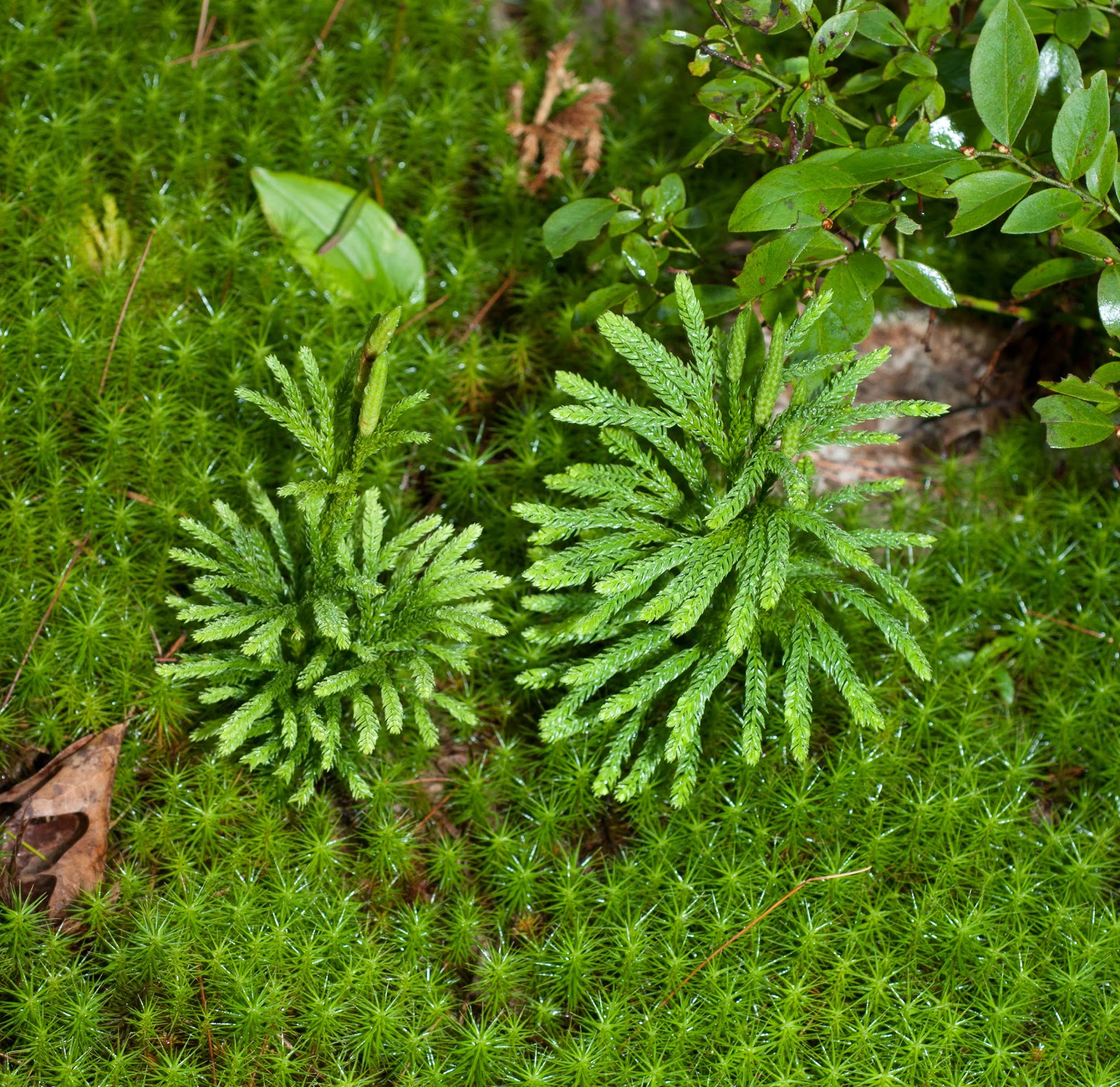 PlantZee: information on Lycopodium Obscurum
