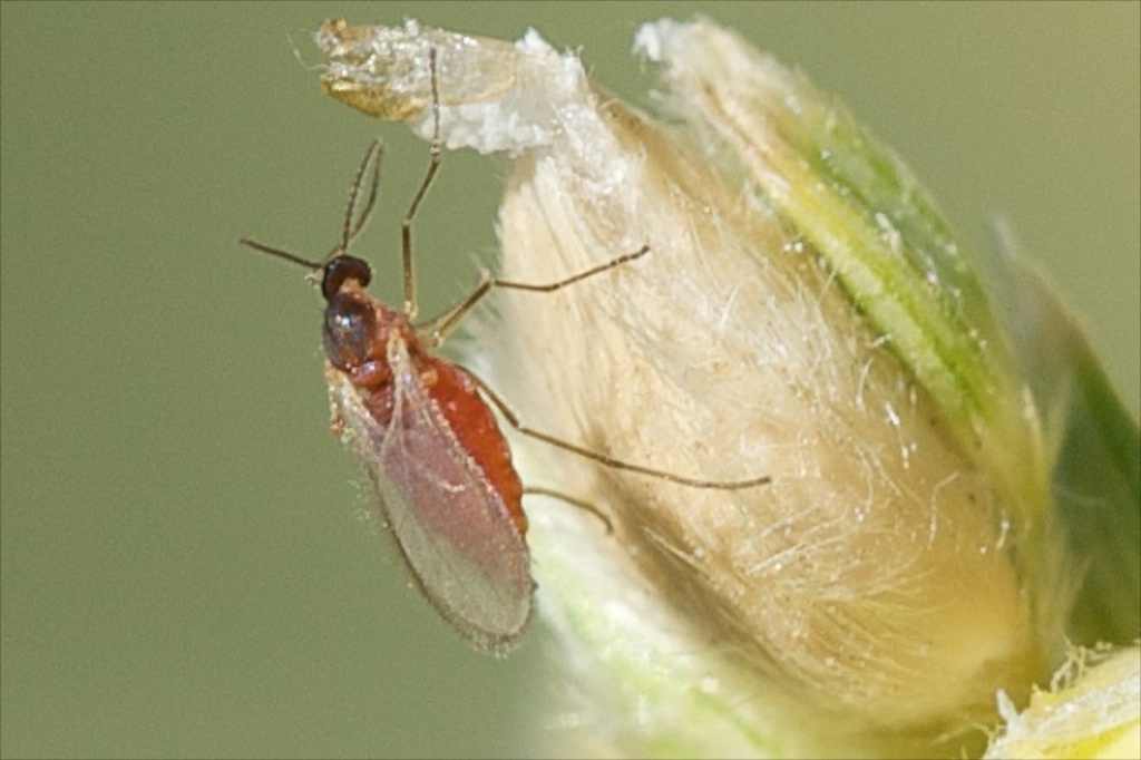 Focus On Entomology Getting Ready For Sorghum Midge