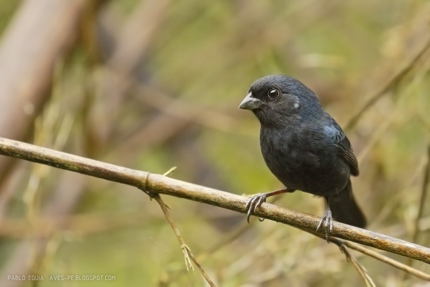 mis fotos de aves: Amaurospiza moesta Reinamora Enana Blue Seedeater