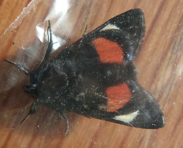 Springfield Plateau: Grapevine Moth