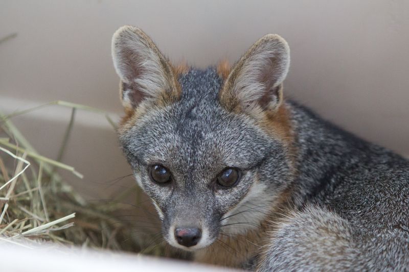 White Wolf : Gray Foxes Rescued And Released In East Bay (PHOTOS)