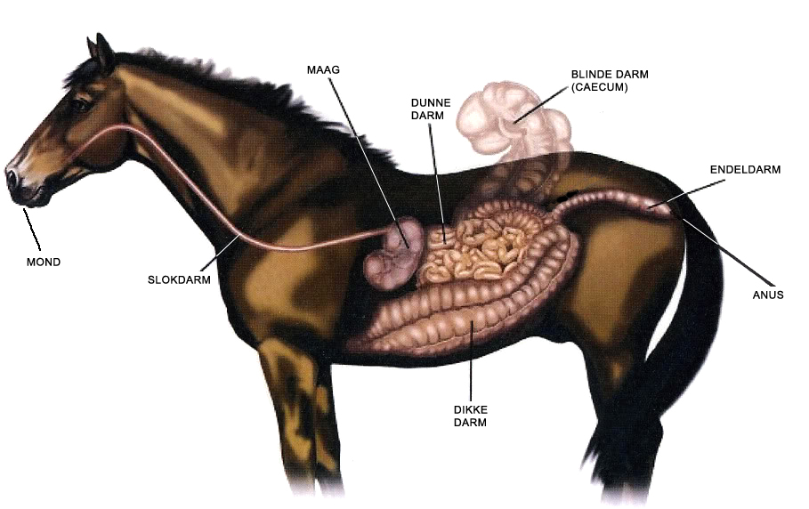 Paardenhoeveninfo: Spijsvertering en hoefgezondheid