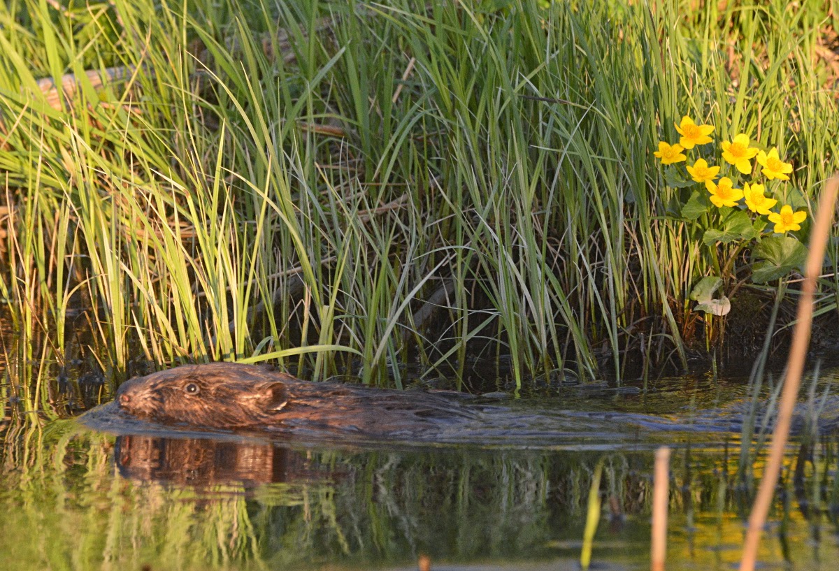 Estonian Nature Tours: May 2015