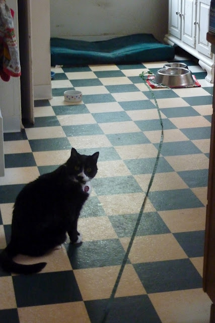 Piccalilli Pie: Cake Wrecks, Ultra-Yellow Labs, and Cat-a-Pull-Its