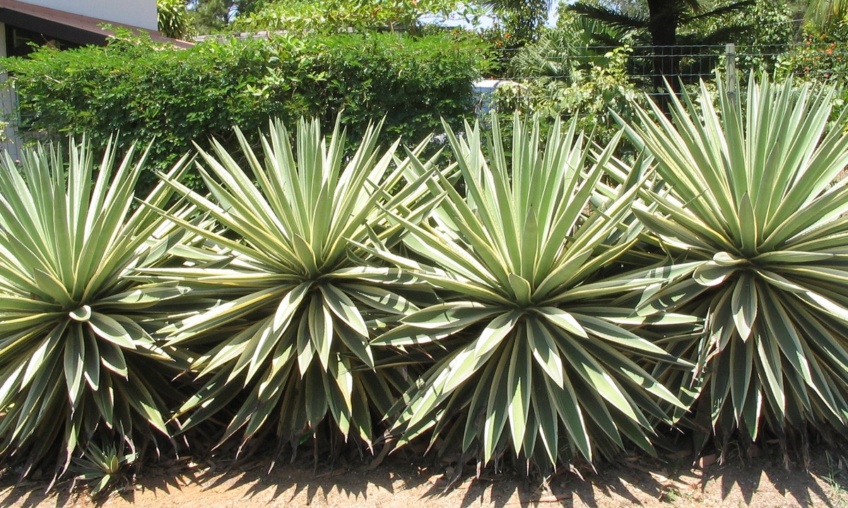 Rw Paisagismo EscultÓrica Agave Americano