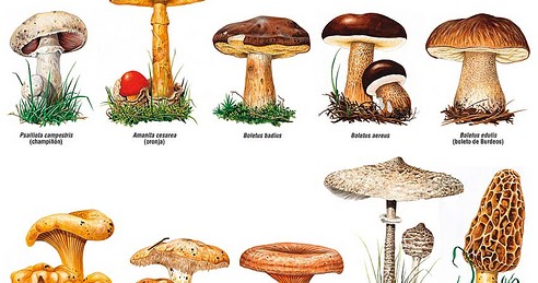 Fotos De Setas Y Hongos Comestibles
