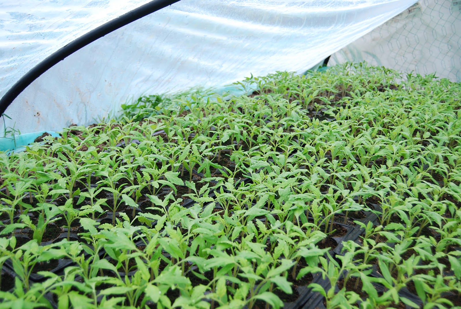 LEGUMICULTURA IN SOLAR SI SERE: RASADURILE DE ROSII