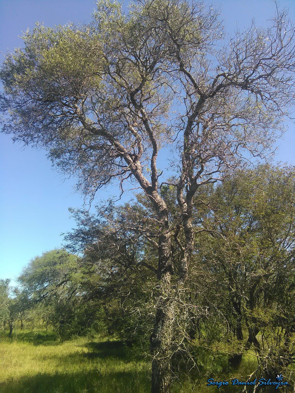 Flora Nativa de Entre Rios