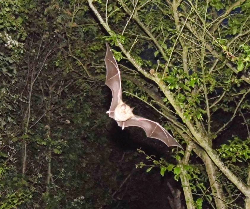 Pebbles in the Sea: Bats
