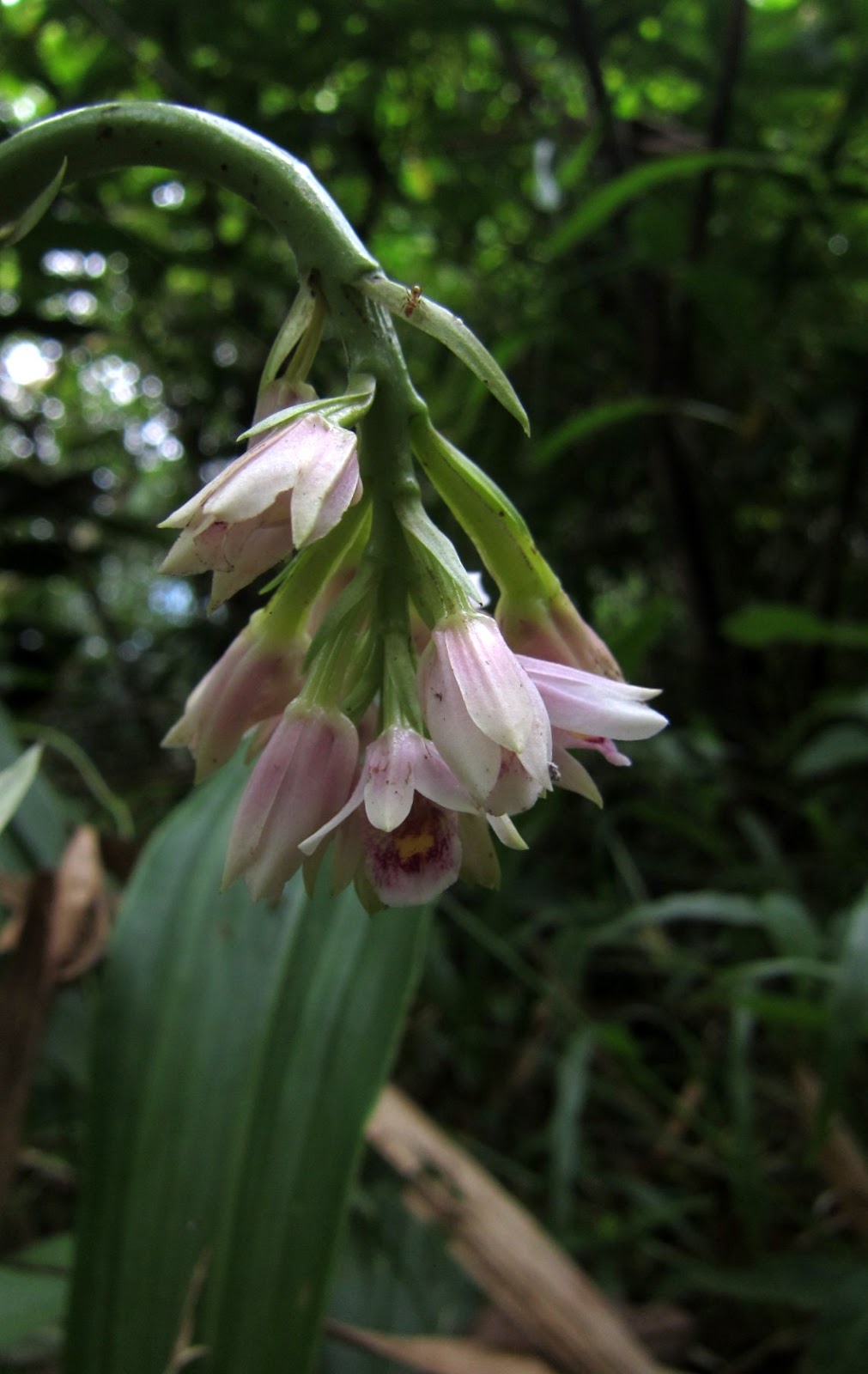 Geodorum densiflorum along a mountain trail
