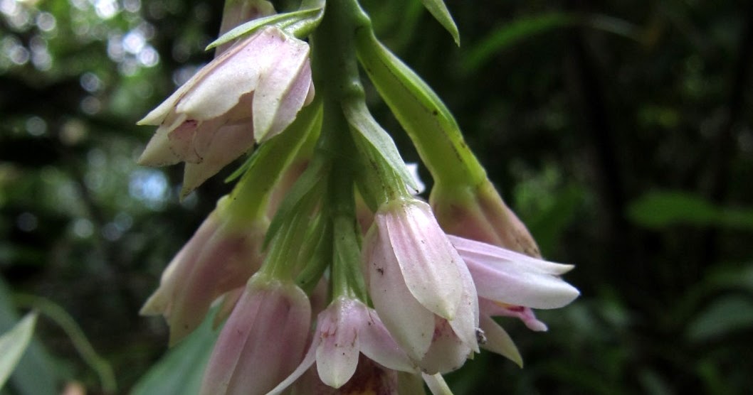 Geodorum densiflorum along a mountain trail