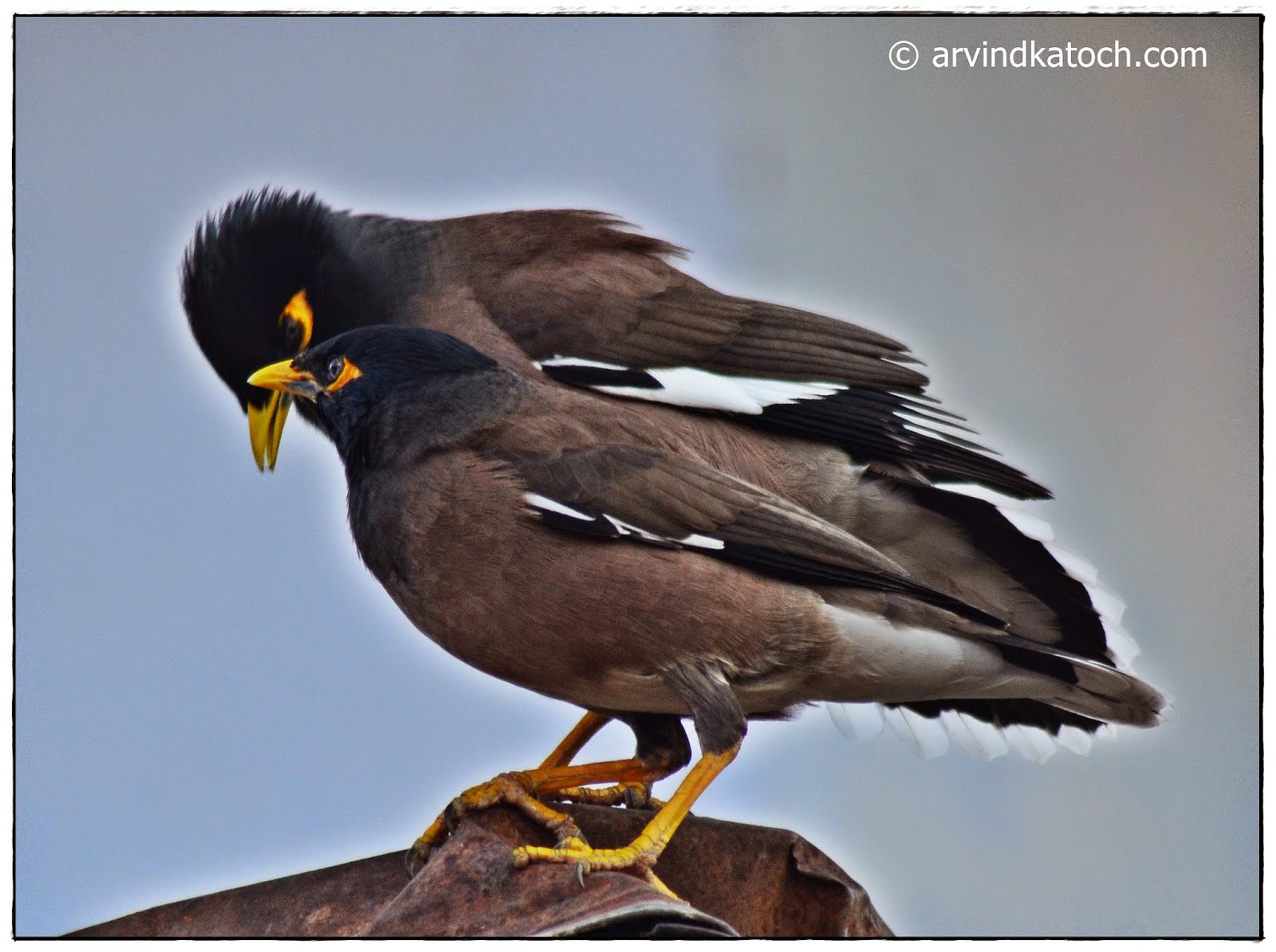 The Common (Indian) Myna Pictures and Detail (Acridotheres tristis)