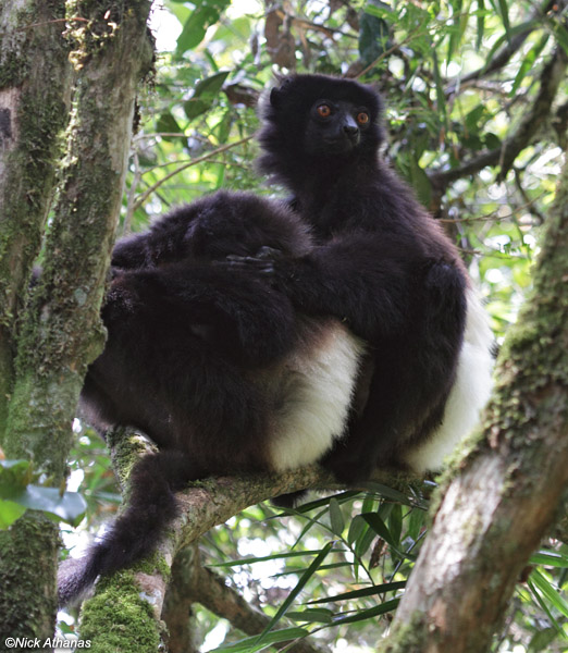 Evolutionary Vertebrate Zoology: Evoluční specialisti na planetě ...