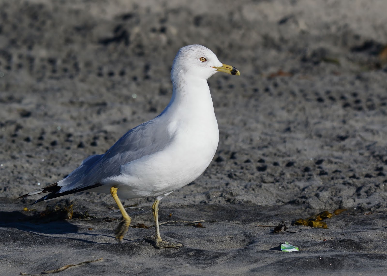 Ring-billed Gull in Coronado - Greg in San Diego