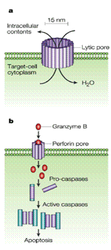 Anatomy & Physiology: Lesson 8 - Perforin and Granzyme both said , " We ...