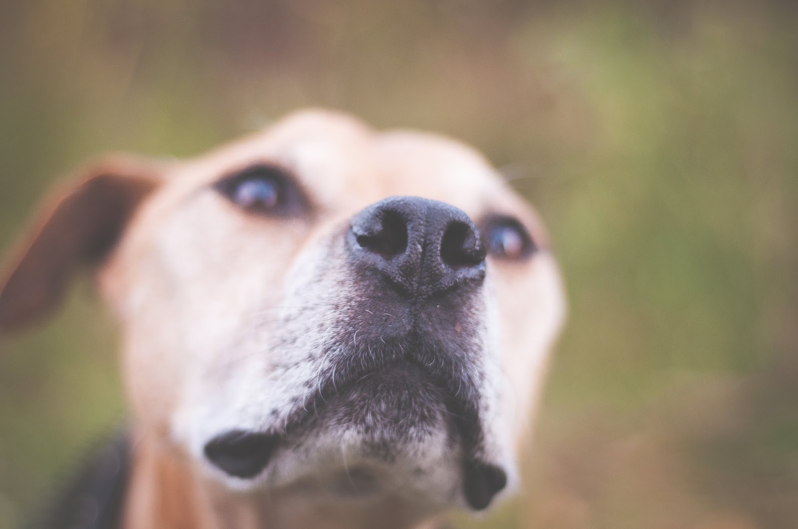 Dog Evals: Book Review: Wallace (disc dog, lovable shelter pit bull ...