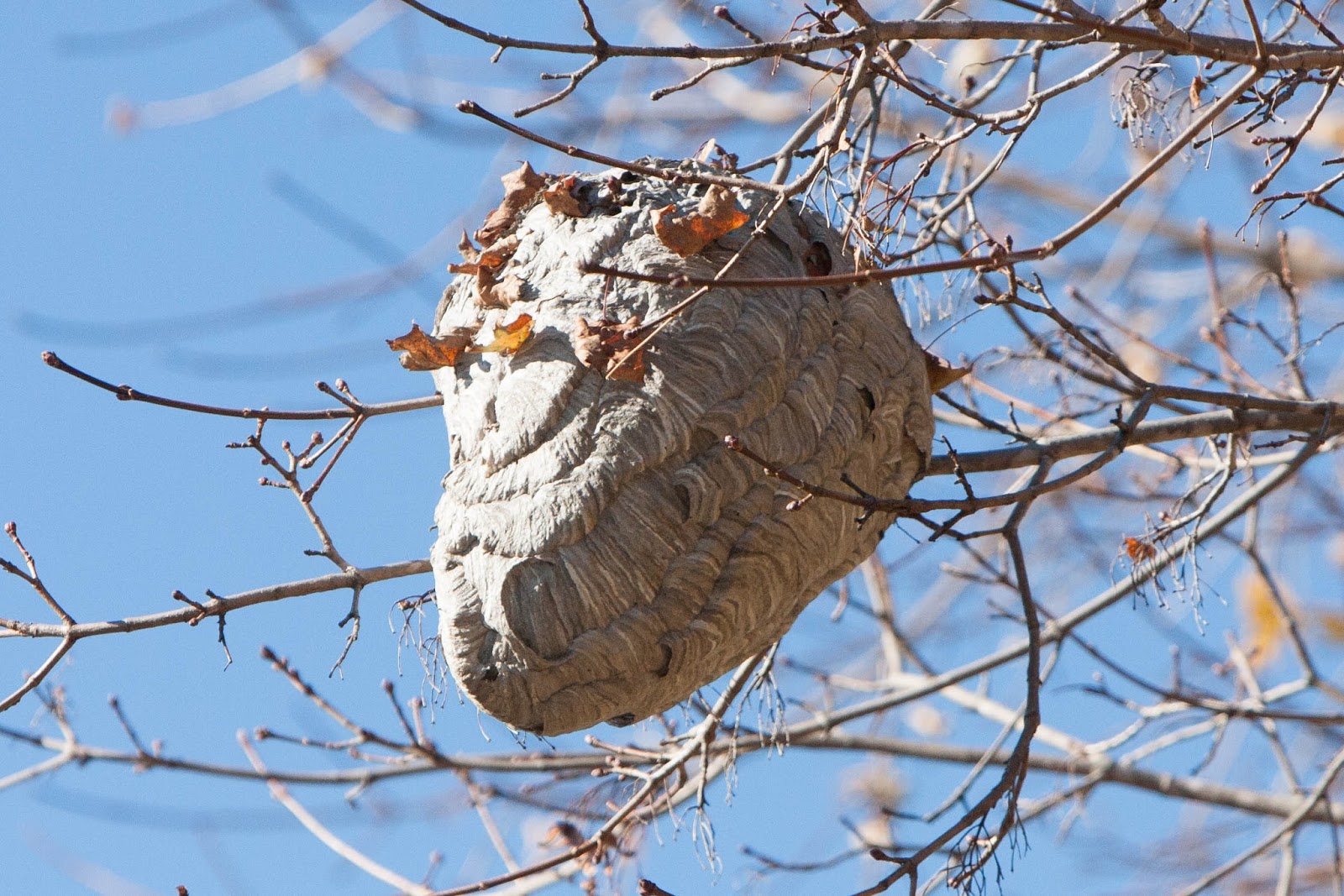Champlain Islands' Nature: Hornets' Nest