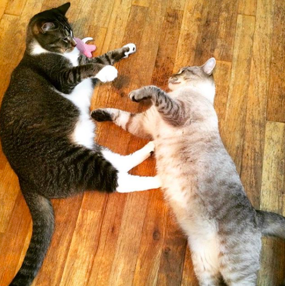 An Easy and Inexpensive Way To Help Your Local Cat Shelter | Pieces of ...