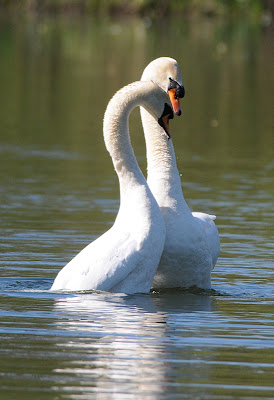 The wild side: Bee-flies, big lenses and baffling birds