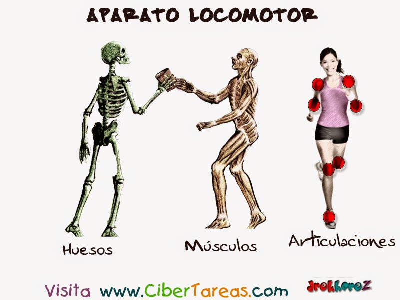 Aparato Locomotor