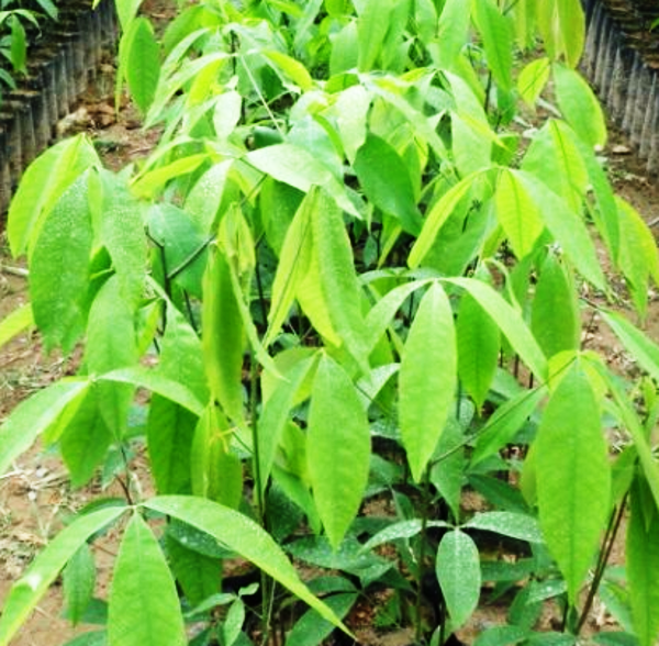 Khasiat Daun Mindi (Melia azedarach)