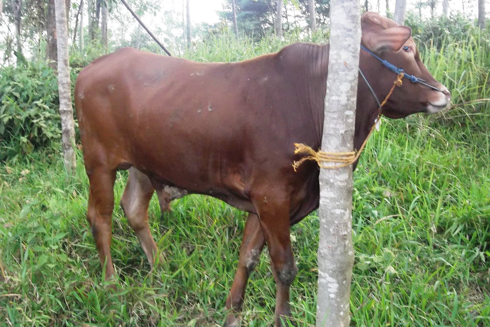 SAPI QURBAN 2015 TIMBANG HIDUP SEHAT & MURAH DI : SAPI QURBAN TIMBANG ...